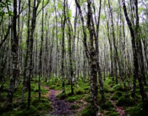 Orton Effect Tutorial with Photoshop | Learn Pro Photography